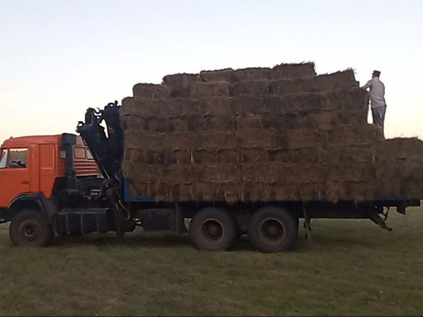 Сено в тюках (брикетах)