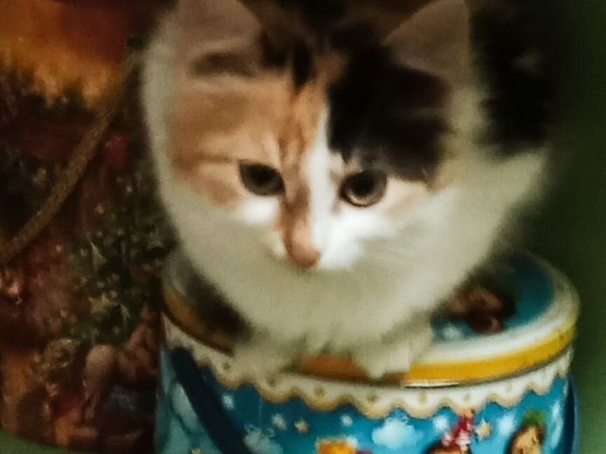 Котята