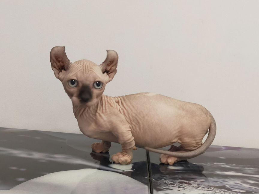 Двэльф котик