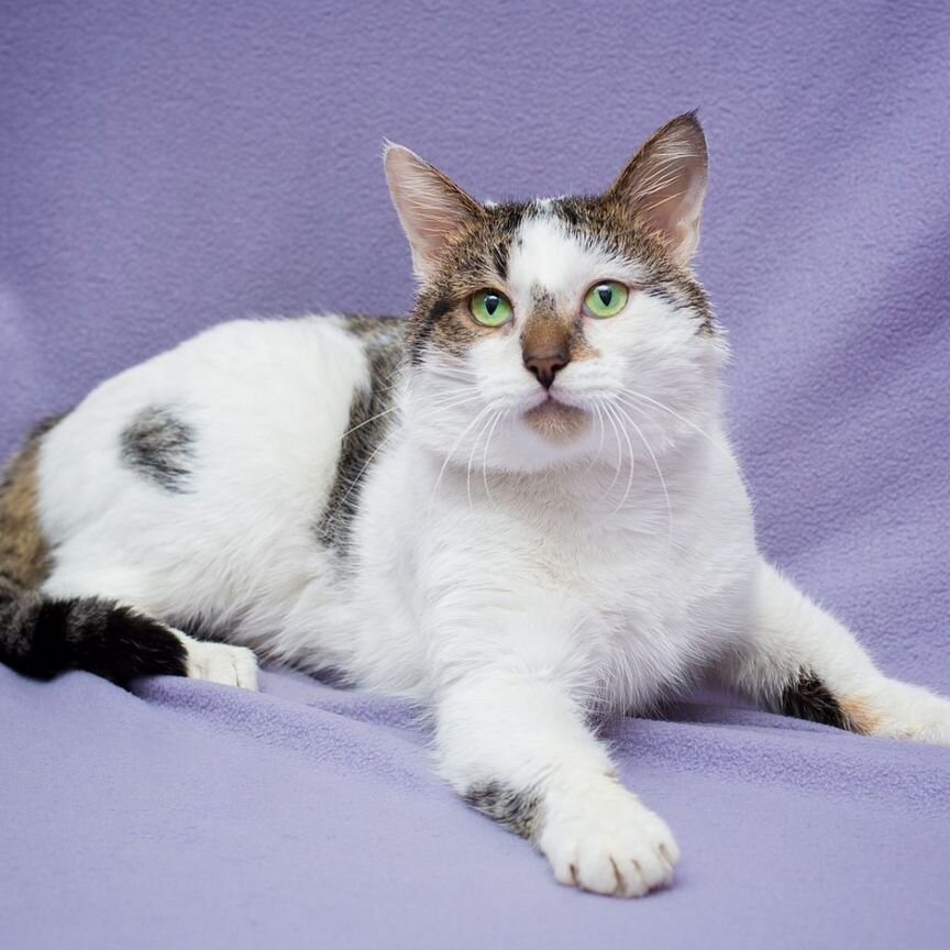 Большой ласковый кот в добрые руки