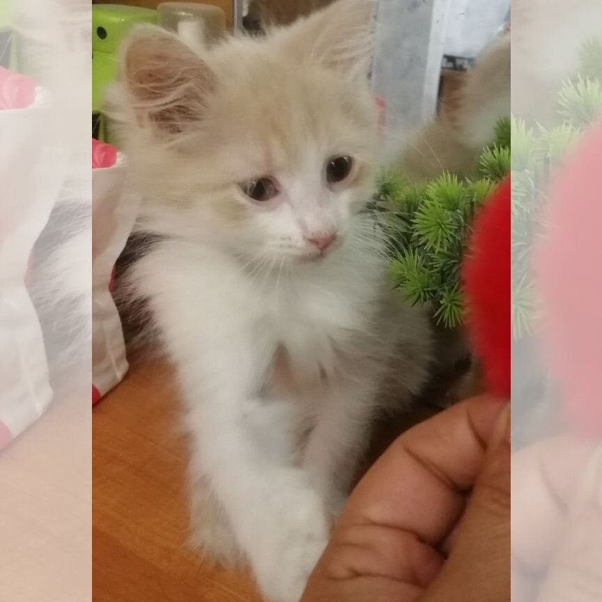Котёнок в добрые руки