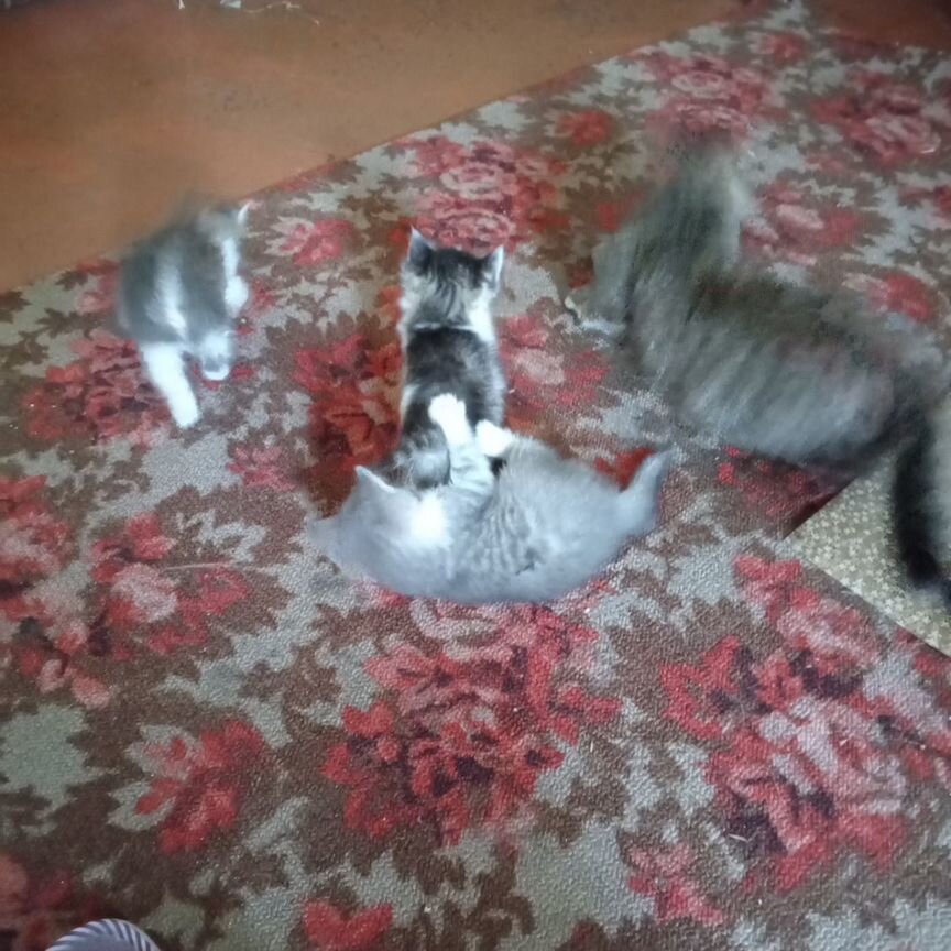 Котята в добрые руки