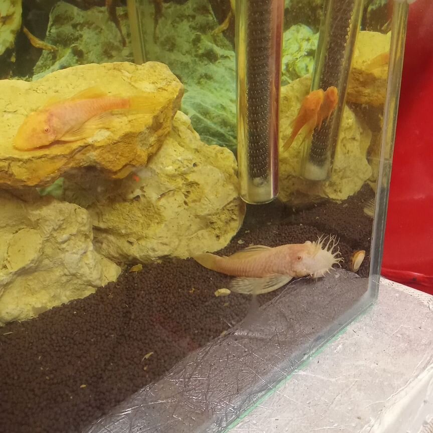 Аквариумный сомик Анцитрус