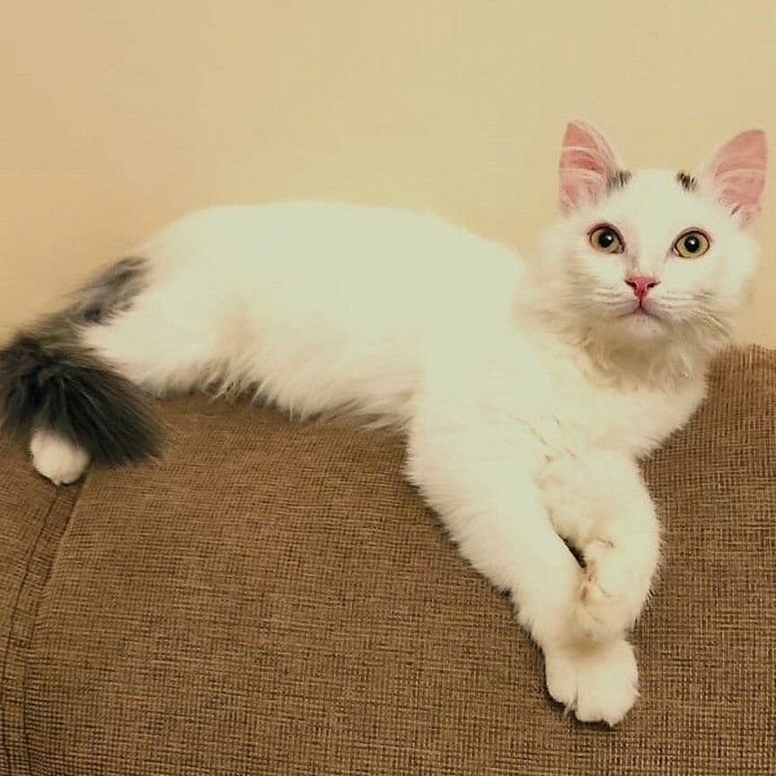 Волшебник Белый пушистый Гэндольф