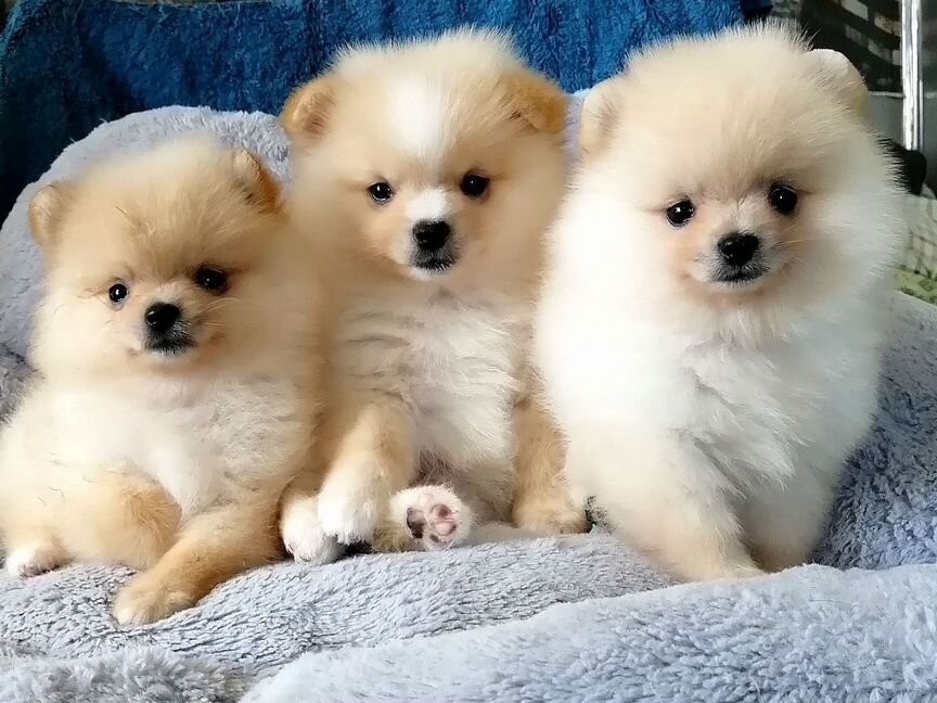 Щенки шпица