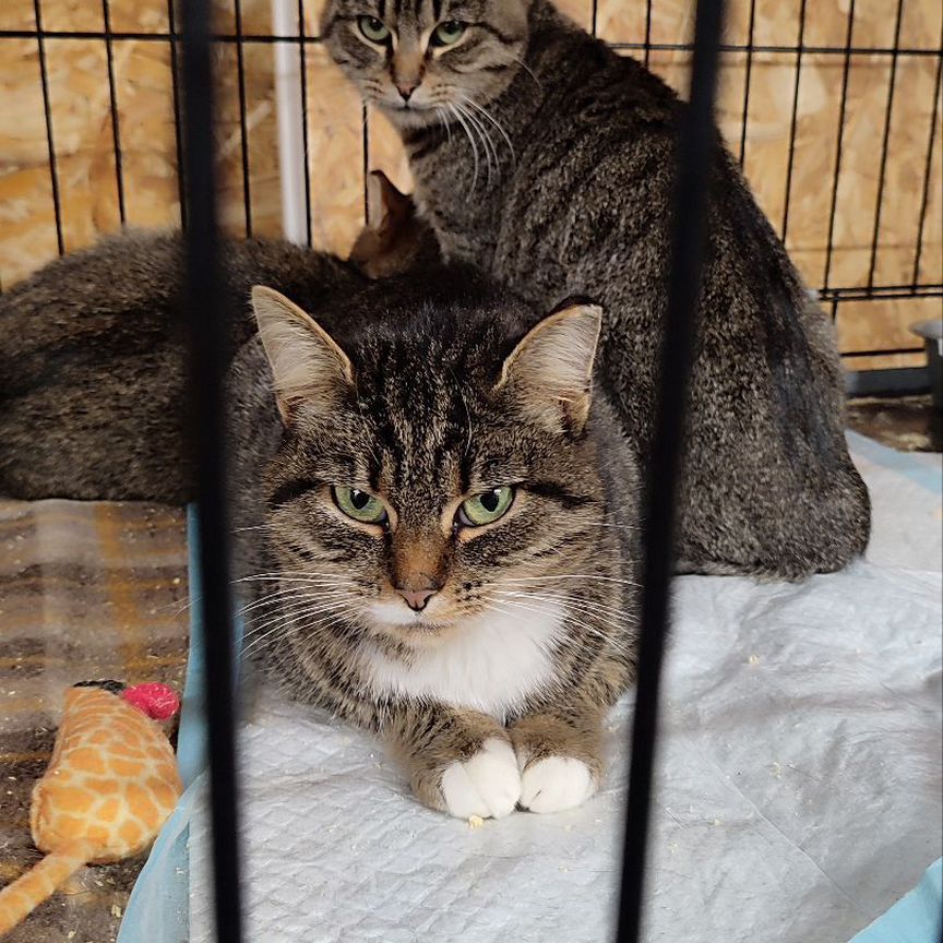 Кошки в добрые руки бесплатно