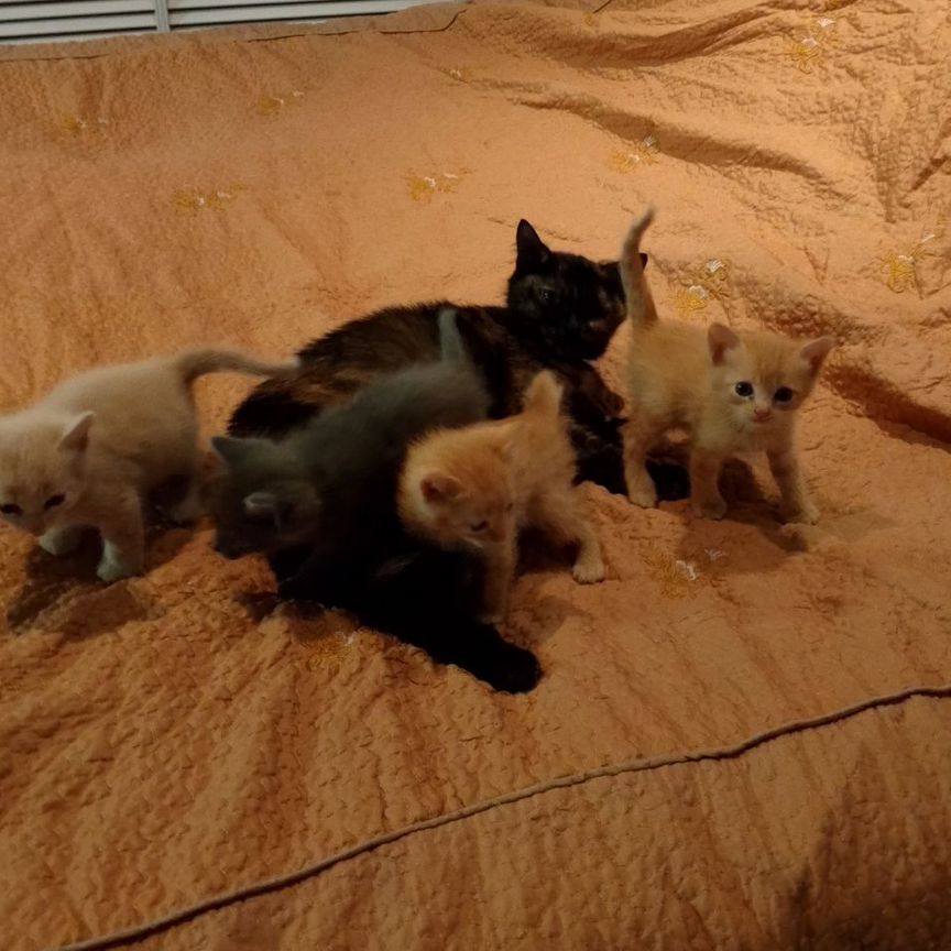 Котёнок в добрые руки