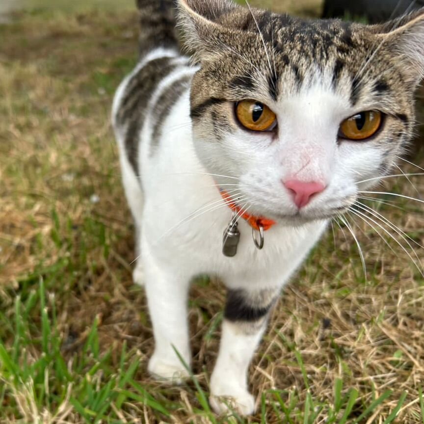 Взрослая, Девочка кошка в добрые руки