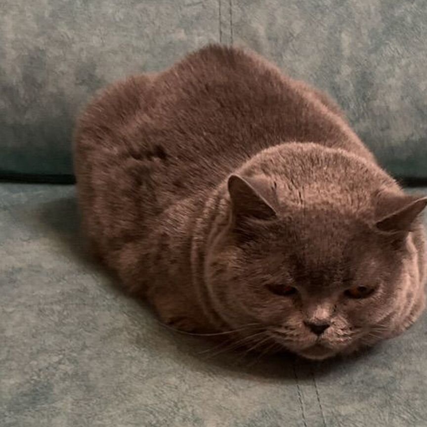 Британская короткошёрстная, взрослая кошка