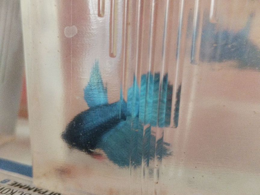 Аквариумные рыбки. Петушки. Самки и самцы