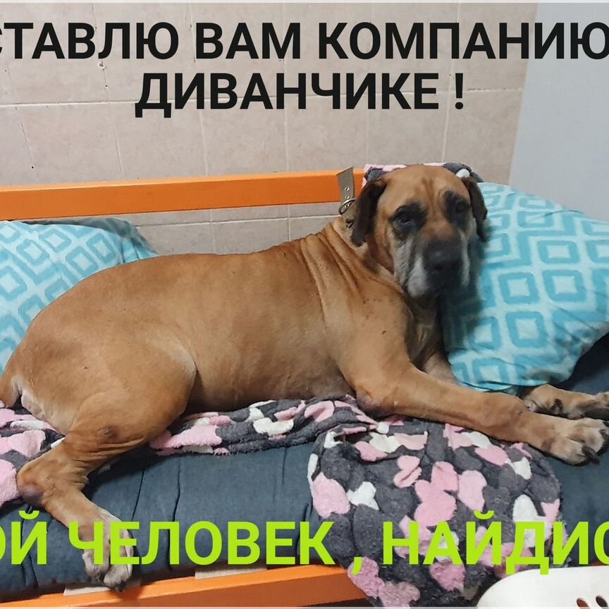 Буся ищет свой диванчик