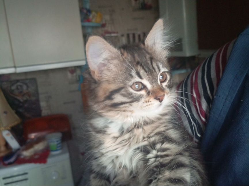 Одам кошек в добрые руки бесплатно