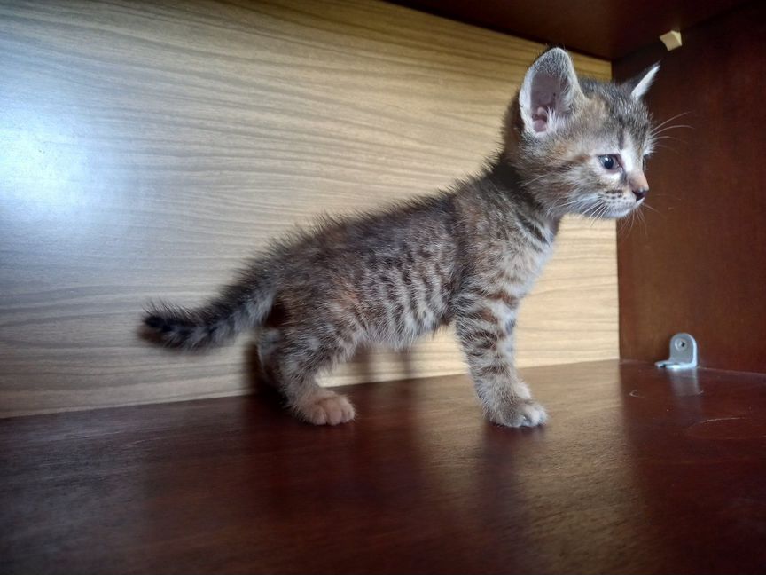 Котёнок полосатый девочка от мышеловки