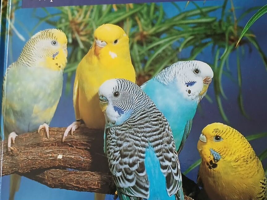 Волнистые попугаи. Хорст Бильфельд