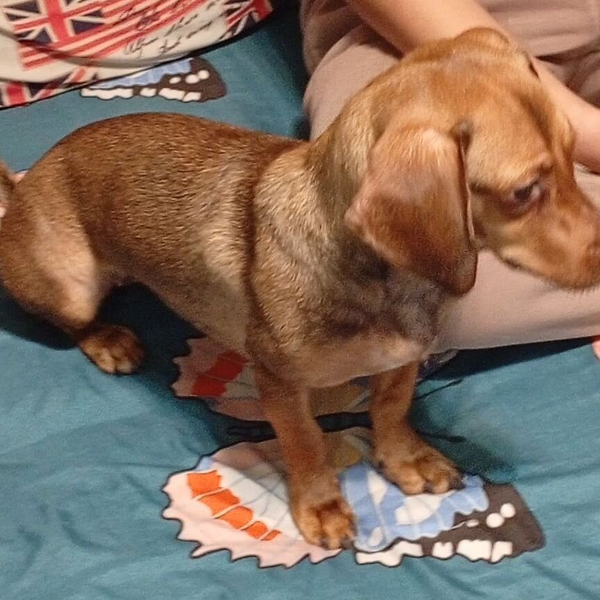 Такса, взрослая собака