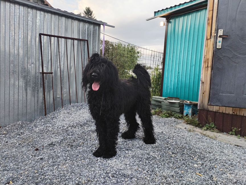 Русский черный терьер