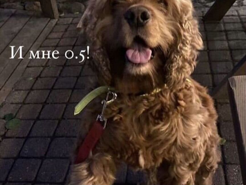 Американский кокер спаниель в добрые руки