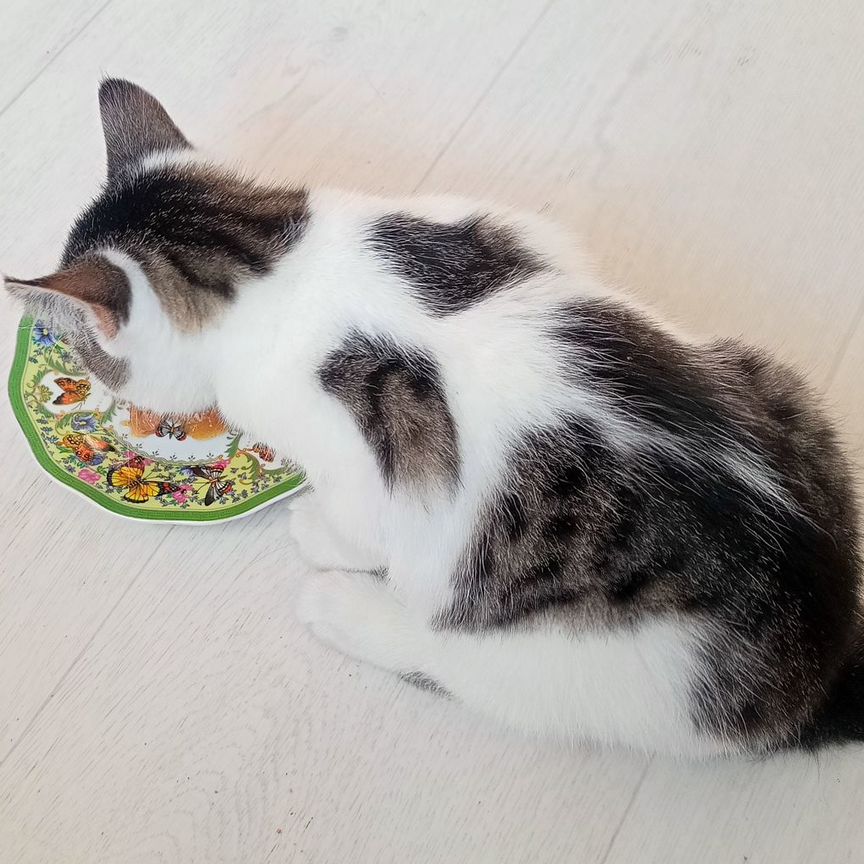 Котёнок в добрые руки