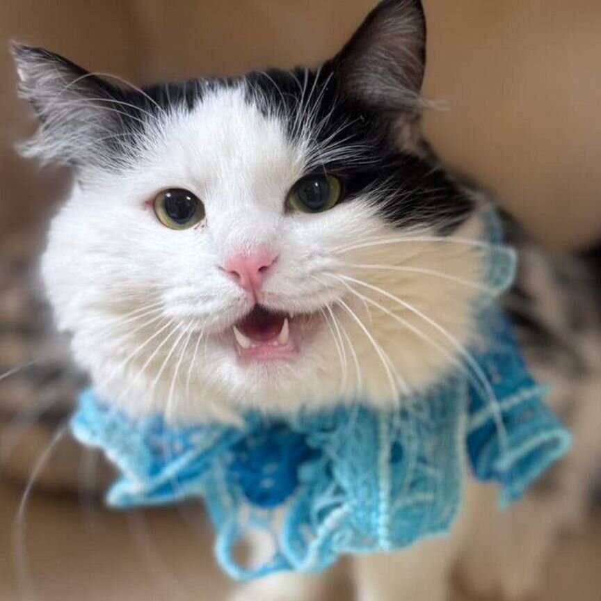 Взрослый кот в добрые руки