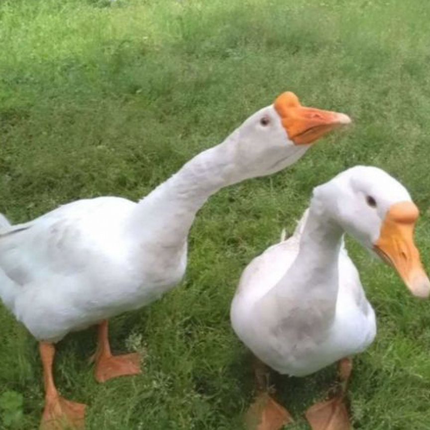 Домашняя птица