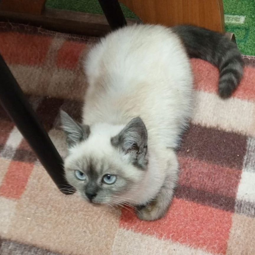 Отдадим котенка,девочка