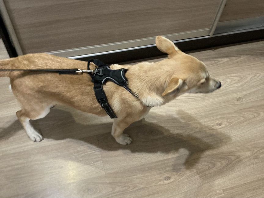 Отдам в добрые руки собаку 4 мес