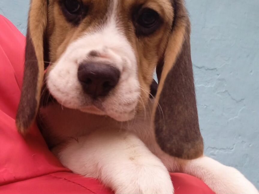 Бигль с родословной