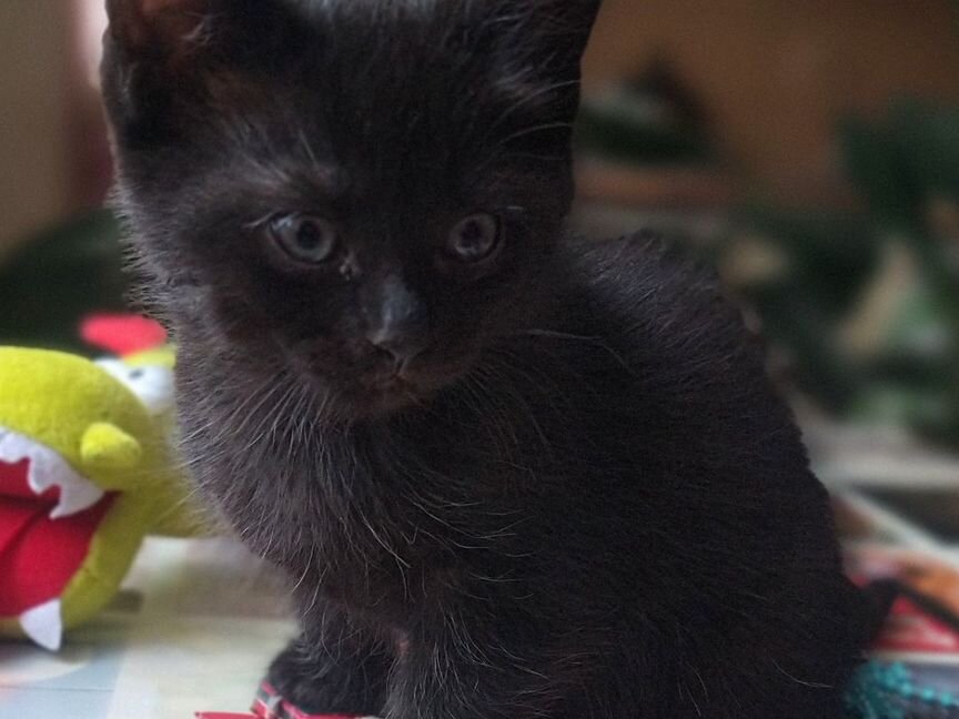 Котёнок