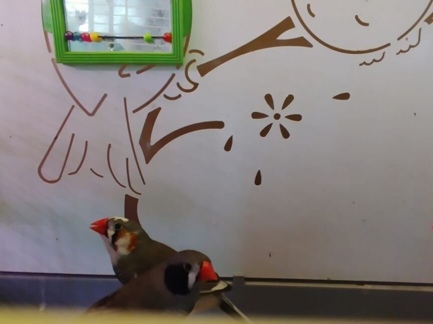 Зебровые амадины