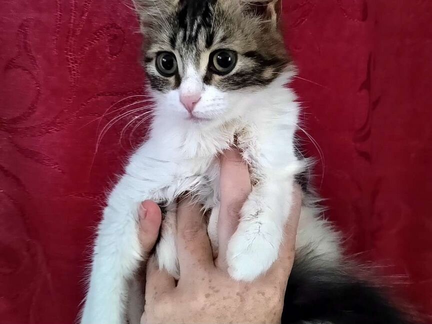 Кошка в дар (котёнок)