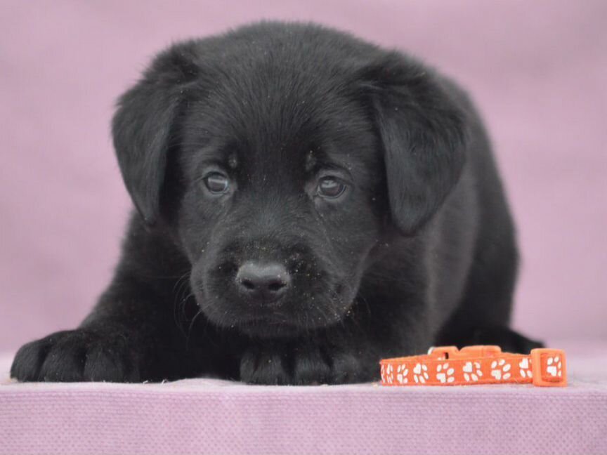 Лабрадор лучшие щенки в питомнике РКФ
