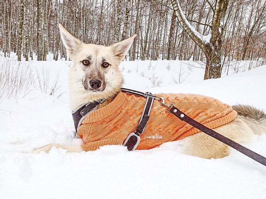 Красивая собака в добрые руки