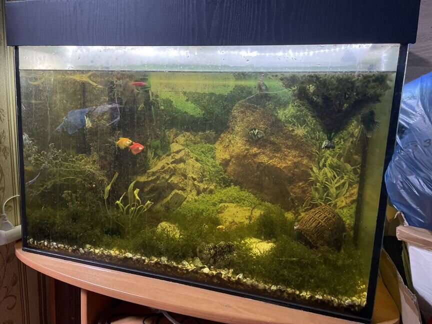 Квариум с рыбками
