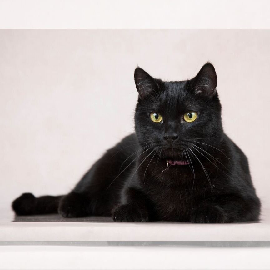 Взрослая, кошка в добрые руки