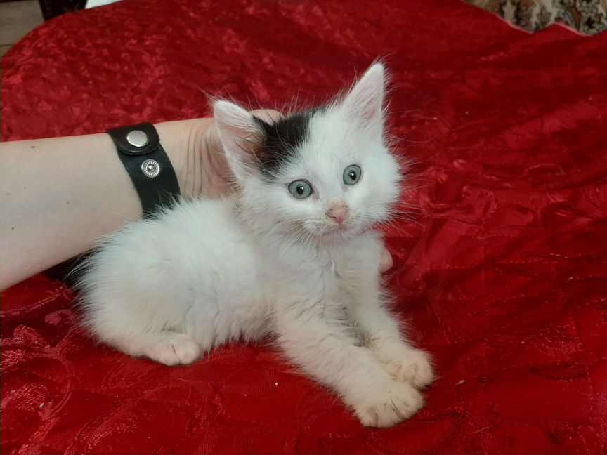 Чудесные котята ищут дом