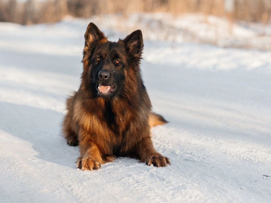 Немецкая овчарка