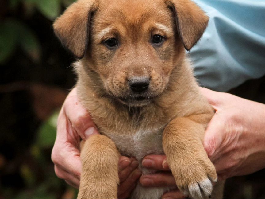 Щеночкам нужен дом