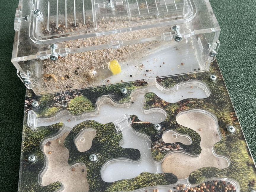 Продам муравьину ферму без муравьев