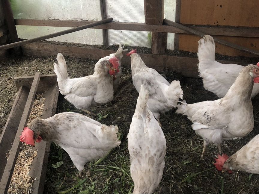 Продам куриц-несушек