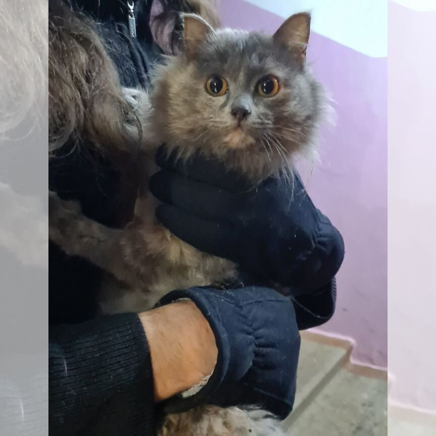 Взрослая, кошка в добрые руки