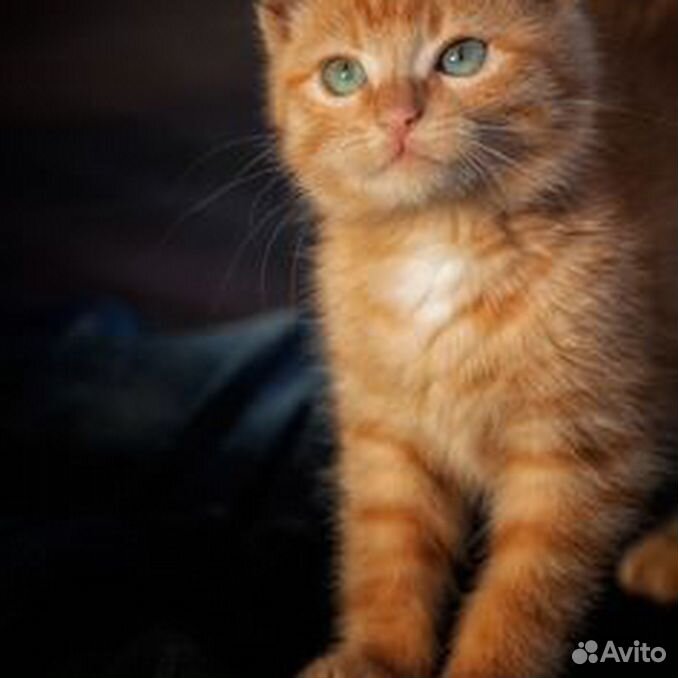 Маленький метис Британца и Мэйн Куна