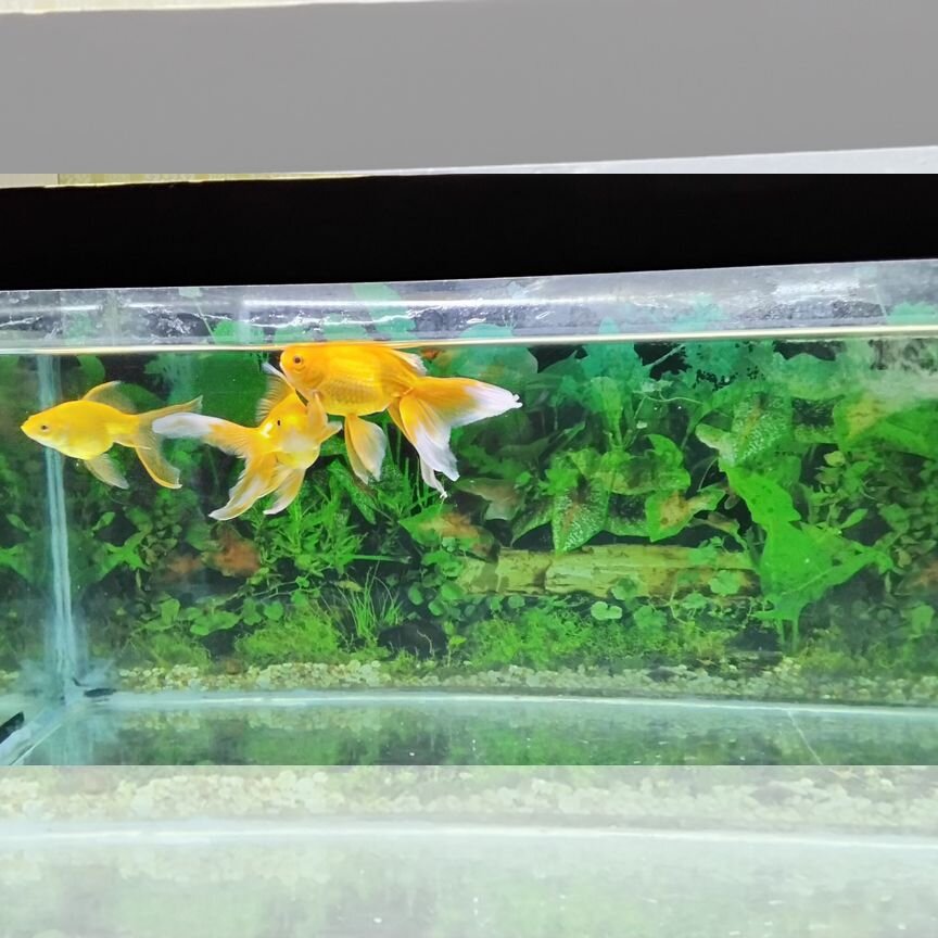 Золотая рыбка