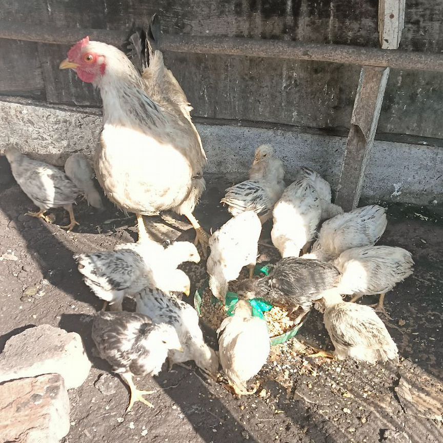 Курица наседка с выводком