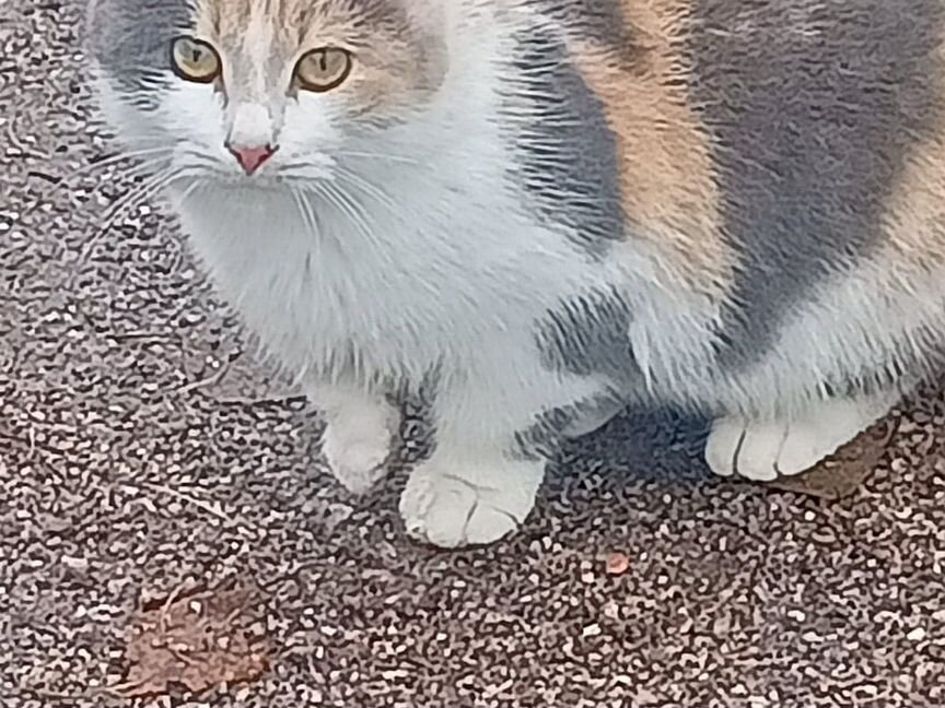 Кошки в добрые руки