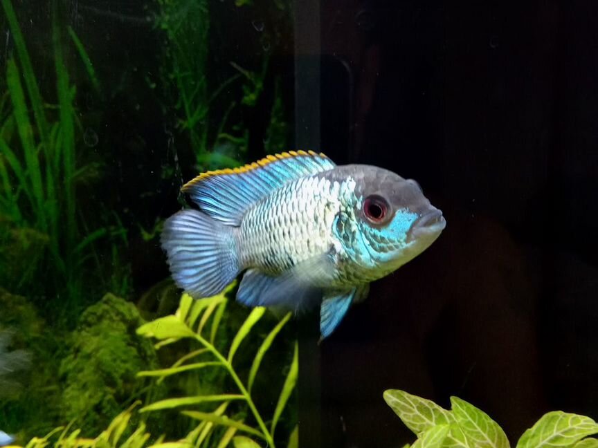 Аквариумные рыбки цихлиды