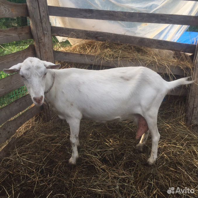 Коза заанинская