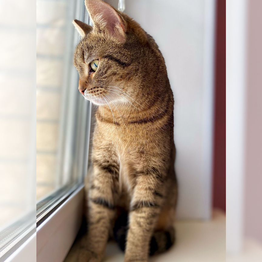 Кошечка Победа