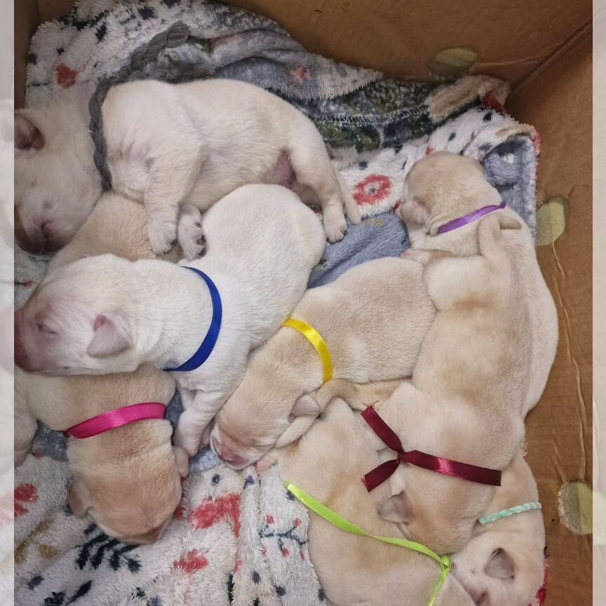 Лабрадор-ретривер, щенок