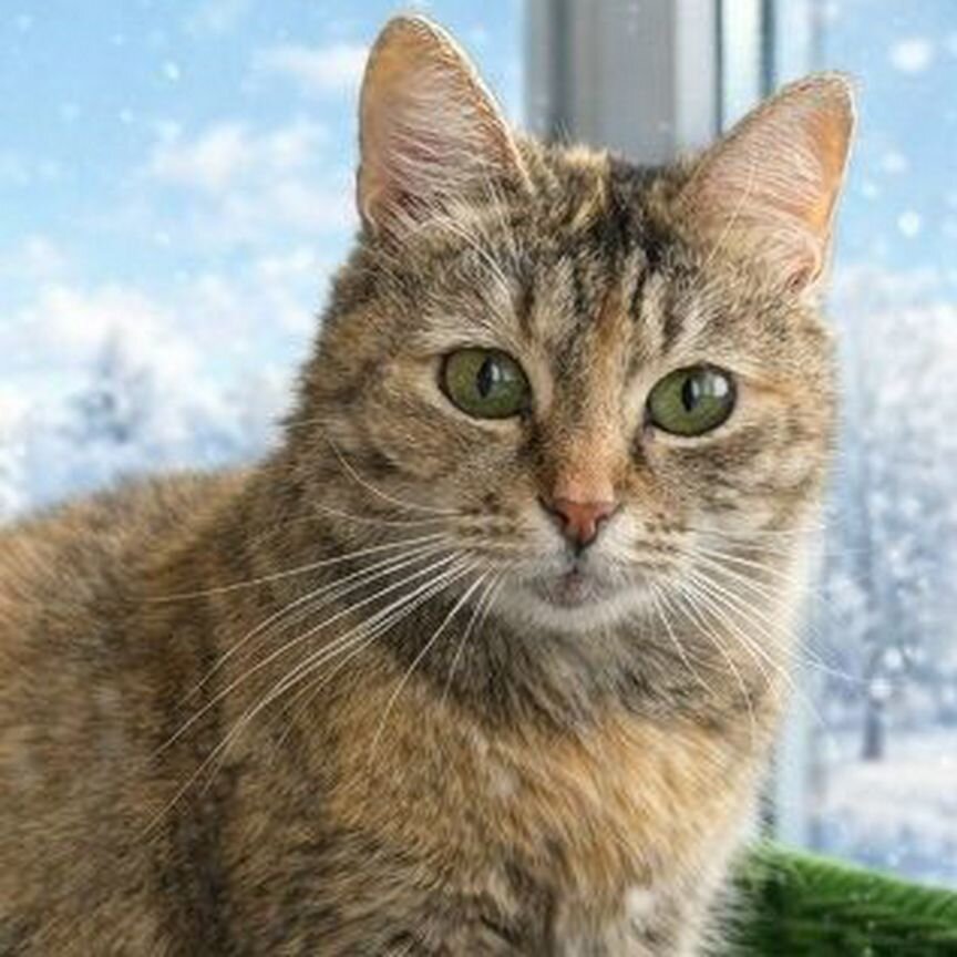 Европейская короткошёрстная, взрослая кошка