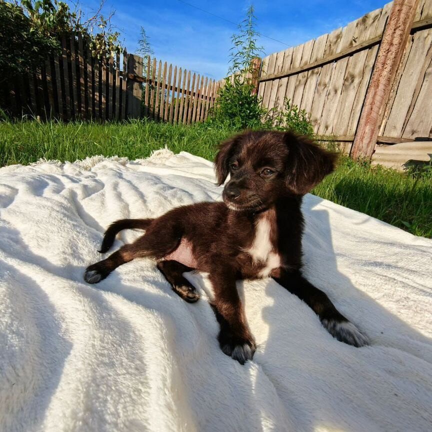 Щенки в добрые руки